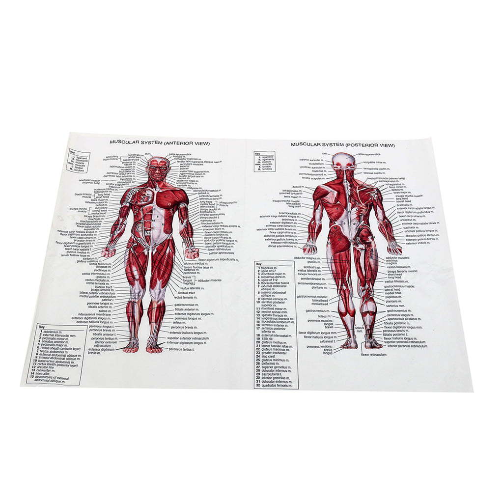 Muscle System Poster Anatomy Chart Human Body Educational Silk Cloth H ...