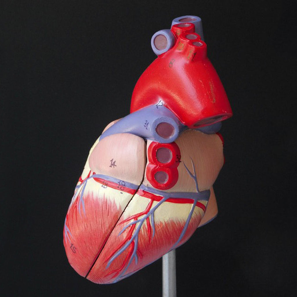 Life Size Human Heart Model Anatomical Cardiac Model Learning Lab Supp ...
